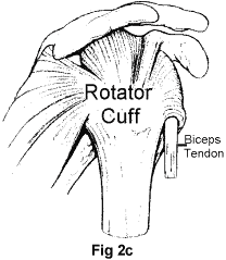 The ORI-Normal Shoulders, Unstable Shoulders